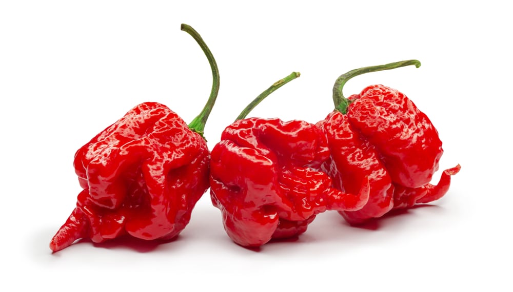 Chilisorte "Carolina Reaper" - die schärfste Chili der Welt ⋆ BBQ-Vibes.de